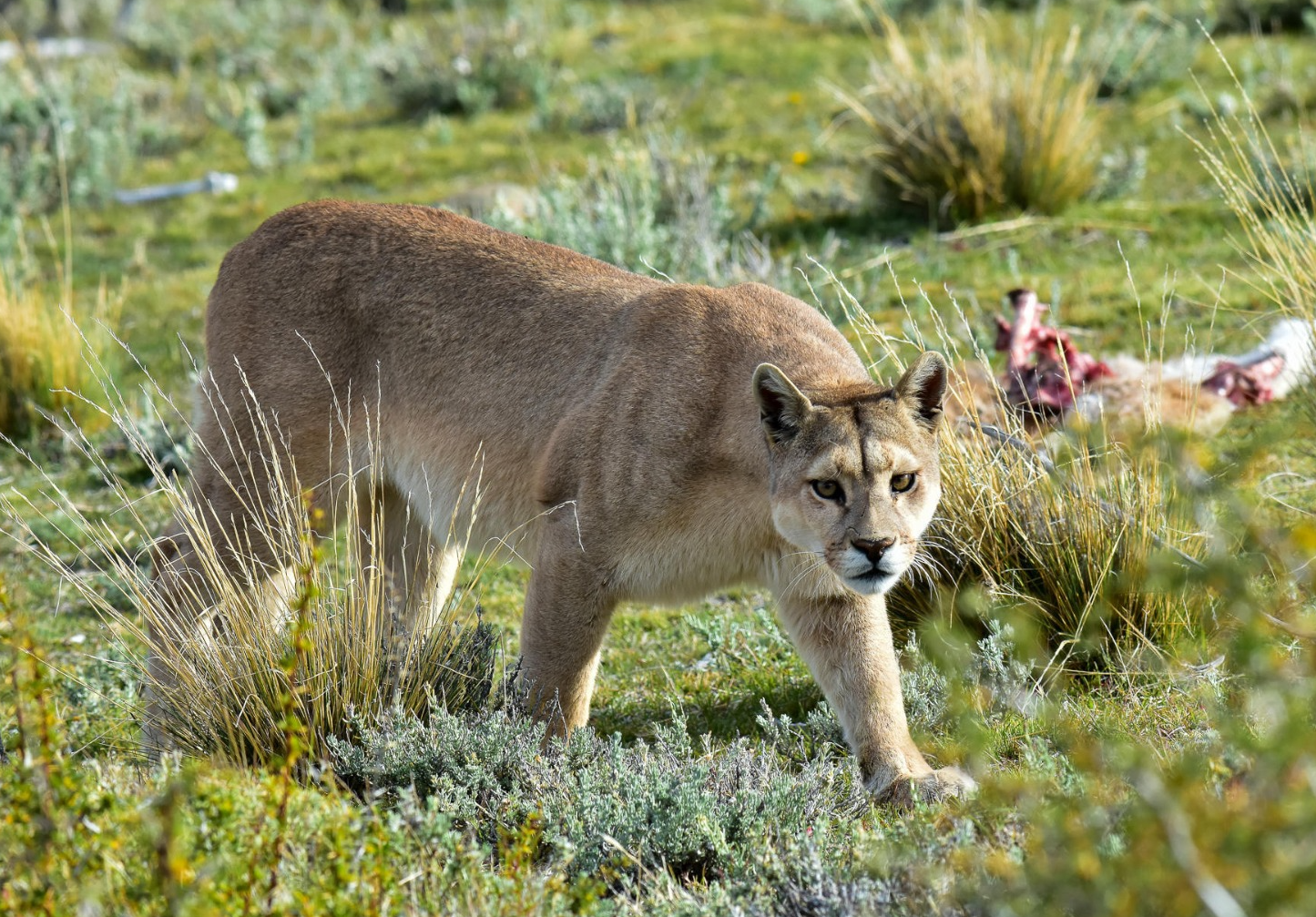 Encuentran cadáver de senderista atacada por un puma – Momento | San ...